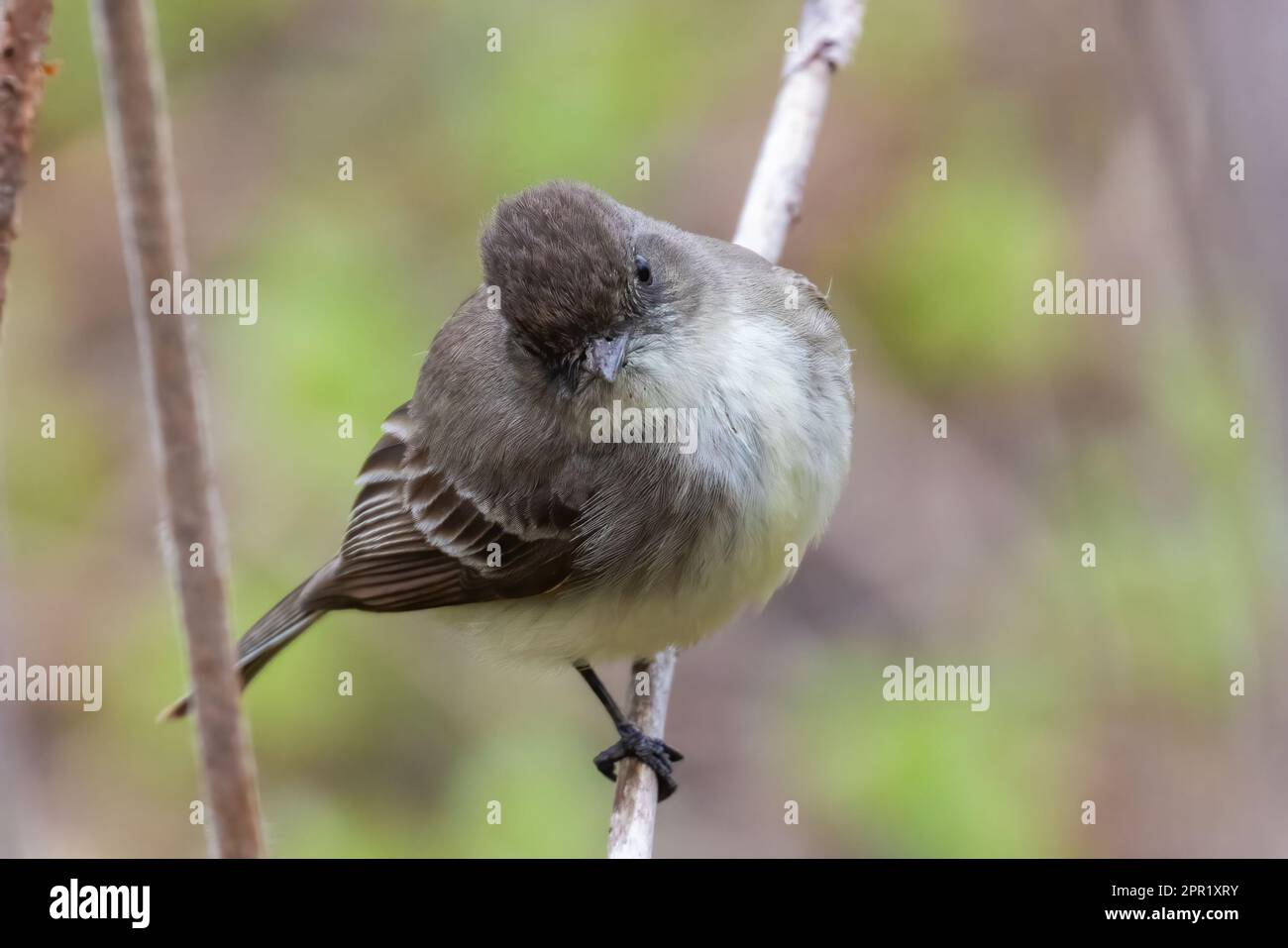 Phoebe in hi-res stock photography and images - Alamy