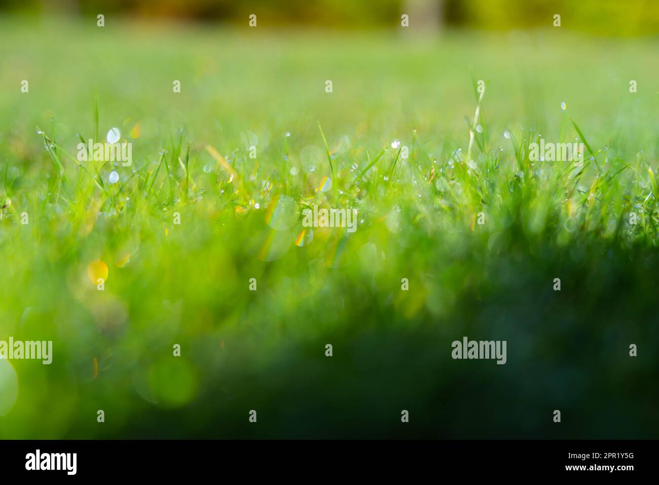 Ground level view of green grass lawn in differential focus with dew ...