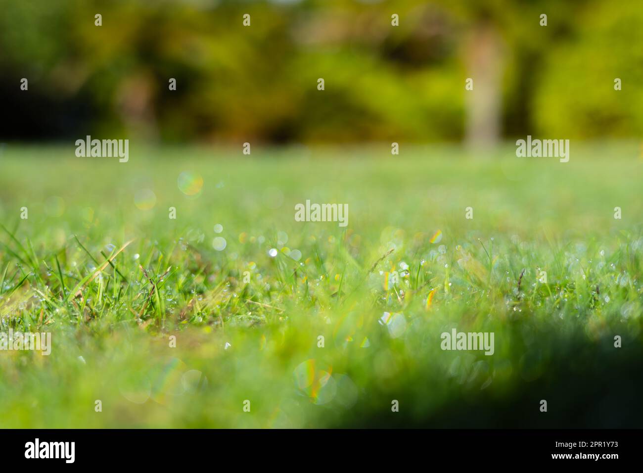 Ground level view of green grass lawn in differential focus with dew ...