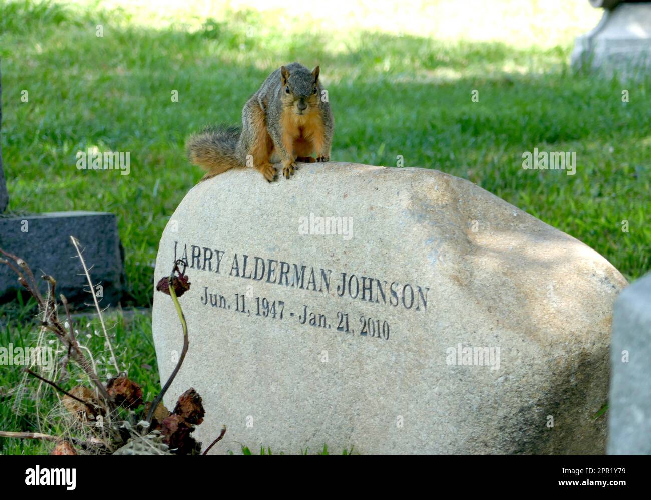 Los Angeles, California, USA 22nd April 2023 A Squirrel on Rock Grave ...