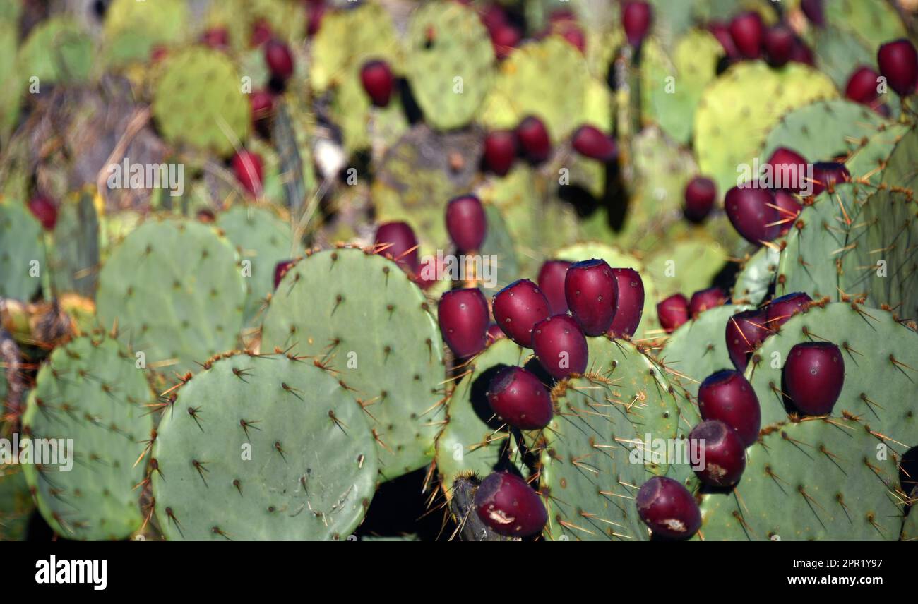 Colorful prickly pear cactus has large pads and red fruit. Garden ...