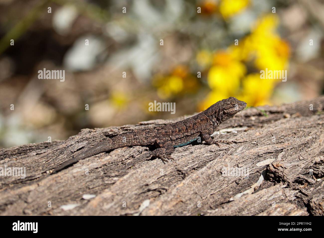 Common lizard in wildflowers hi-res stock photography and images - Alamy