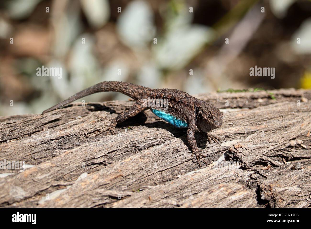 Male Ornate tree lizard or Urosaurus ornatus displaying on a tree trunk ...