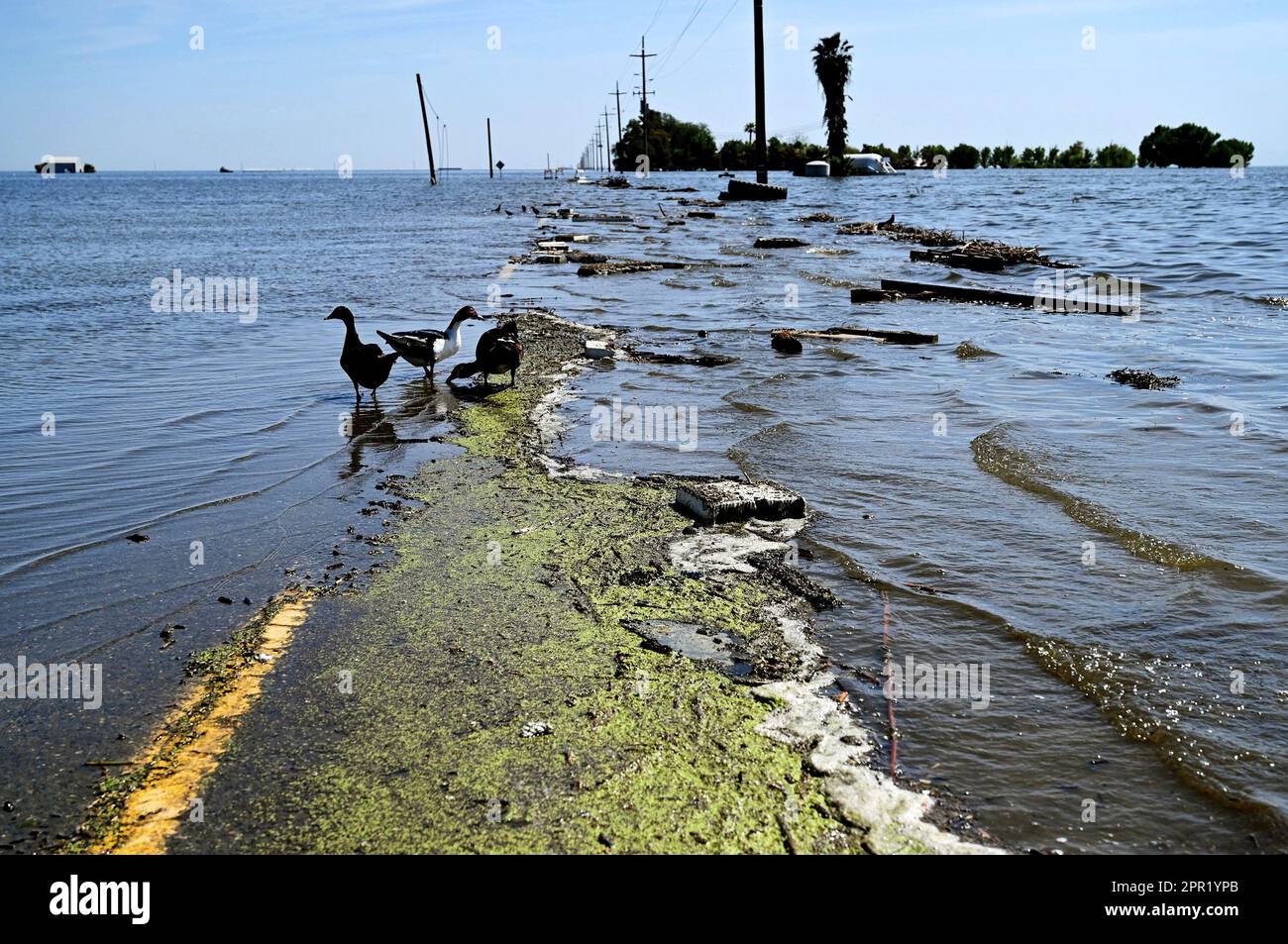 Ducks and other waterfowl are seen along flooded 6th Avenue, Tuesday afternoon, April 25, 2023 ...