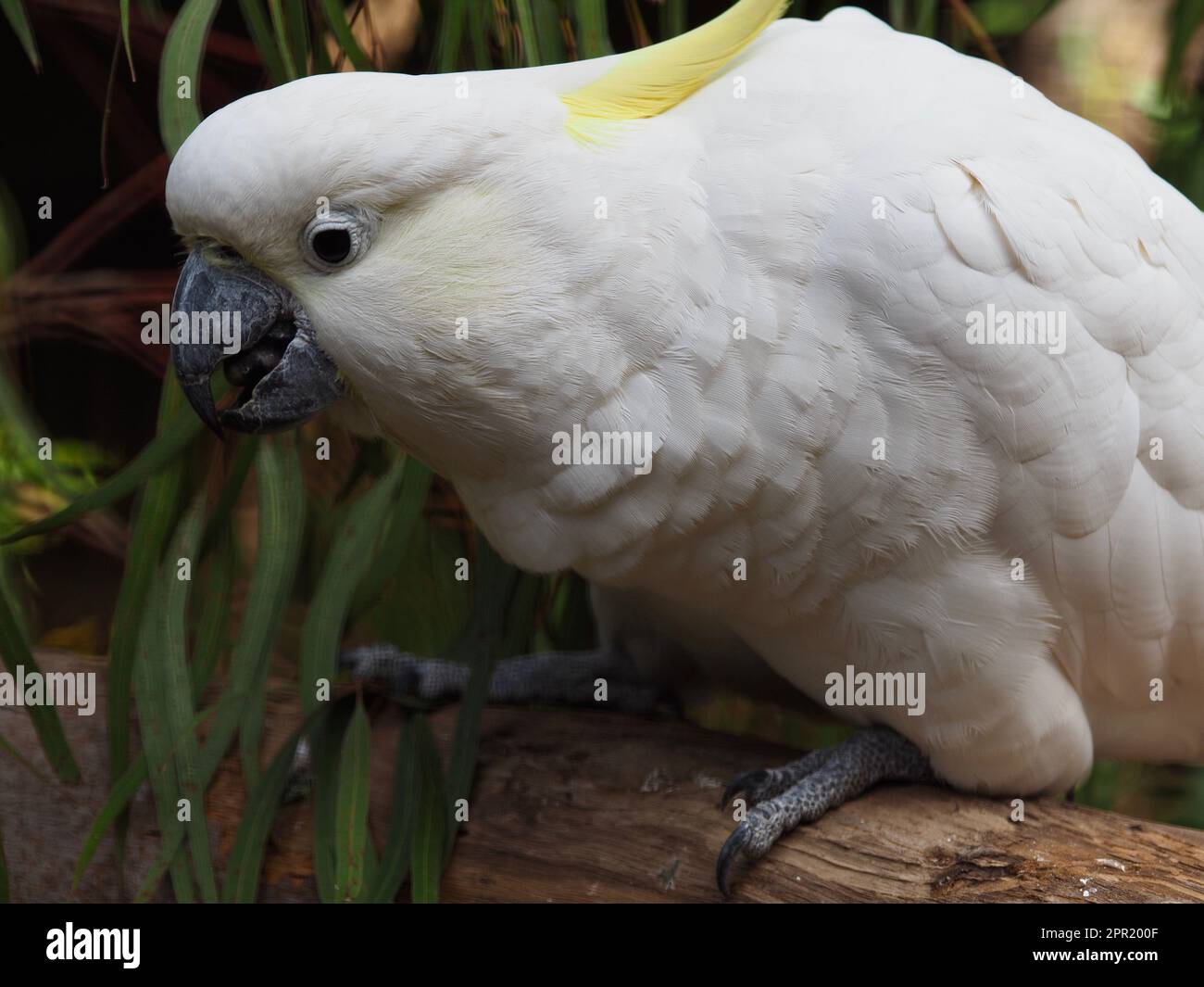 A pest in urban areas hi-res stock photography and images - Alamy
