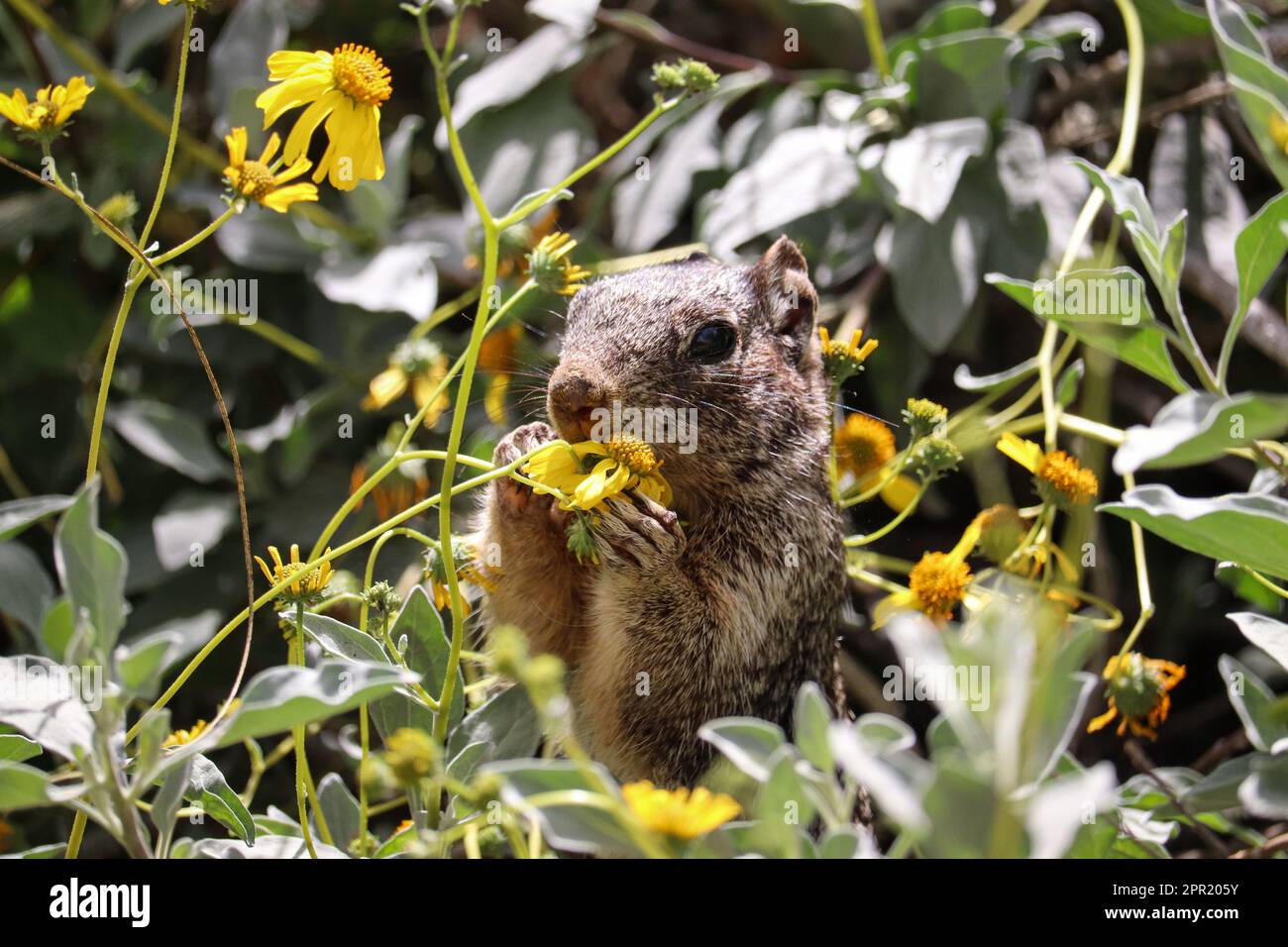 Animal holding flowers hi-res stock photography and images - Alamy