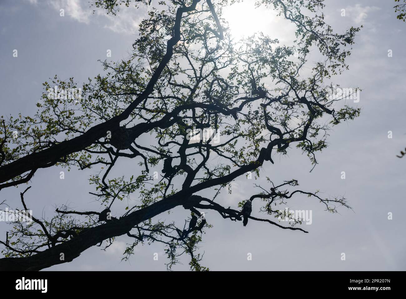 Tree branches and leaves overhead in silhouette back-lit by high noon ...