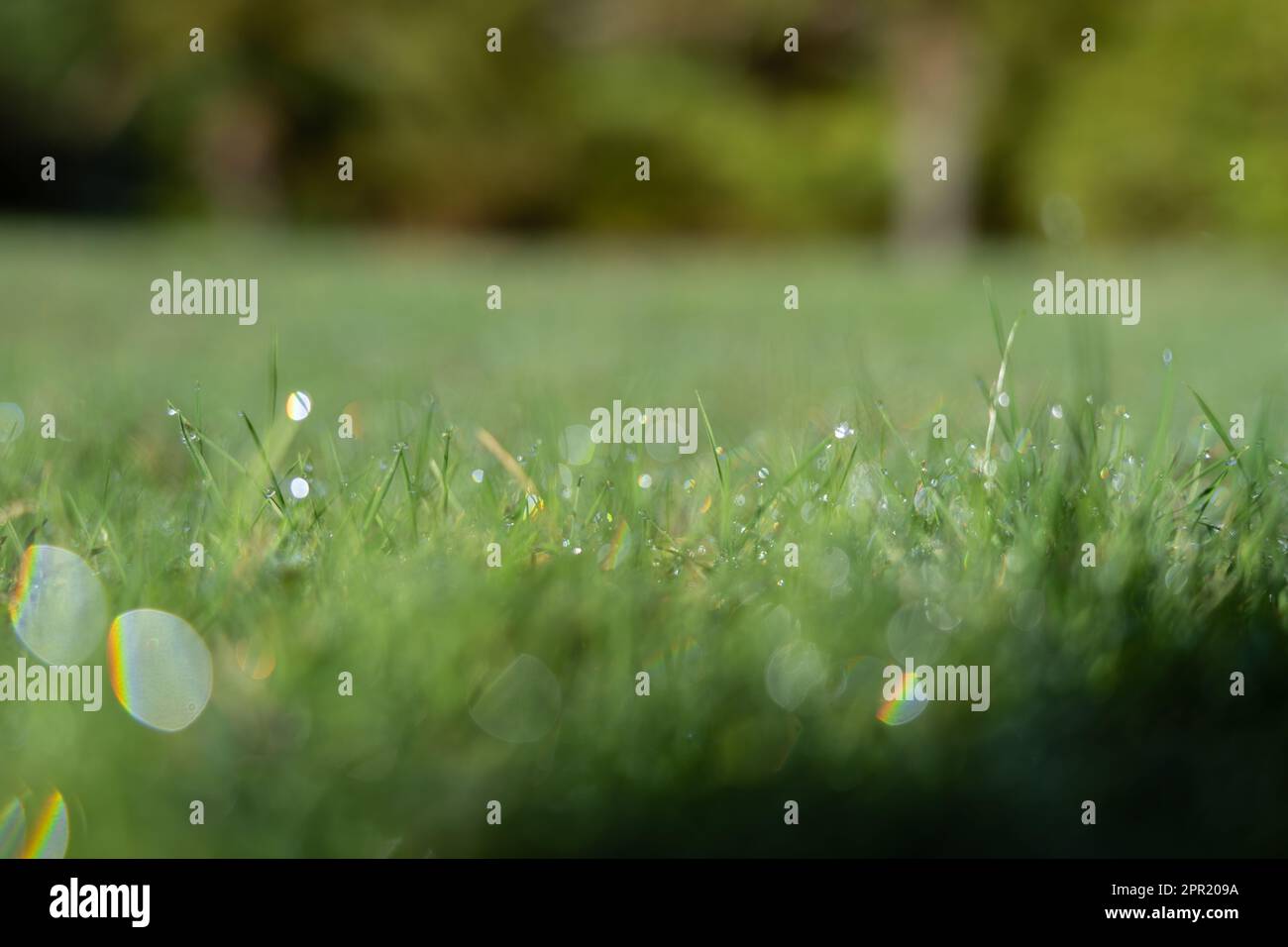 Ground level view of green grass lawn in differential focus with dew ...