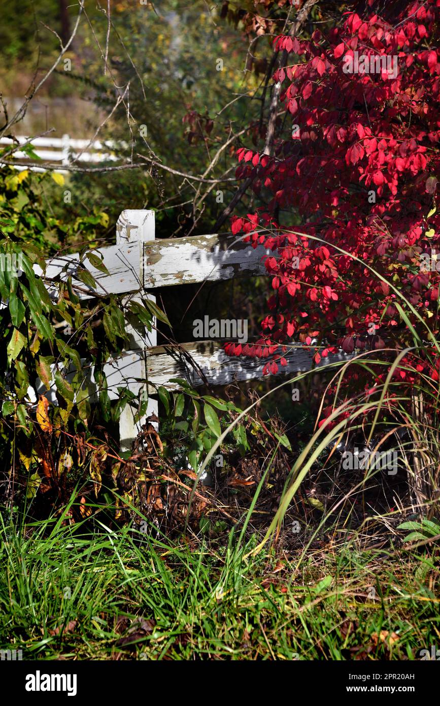 Red Autumn leaves overhang rustic, white, wooden fence. Fence has ...