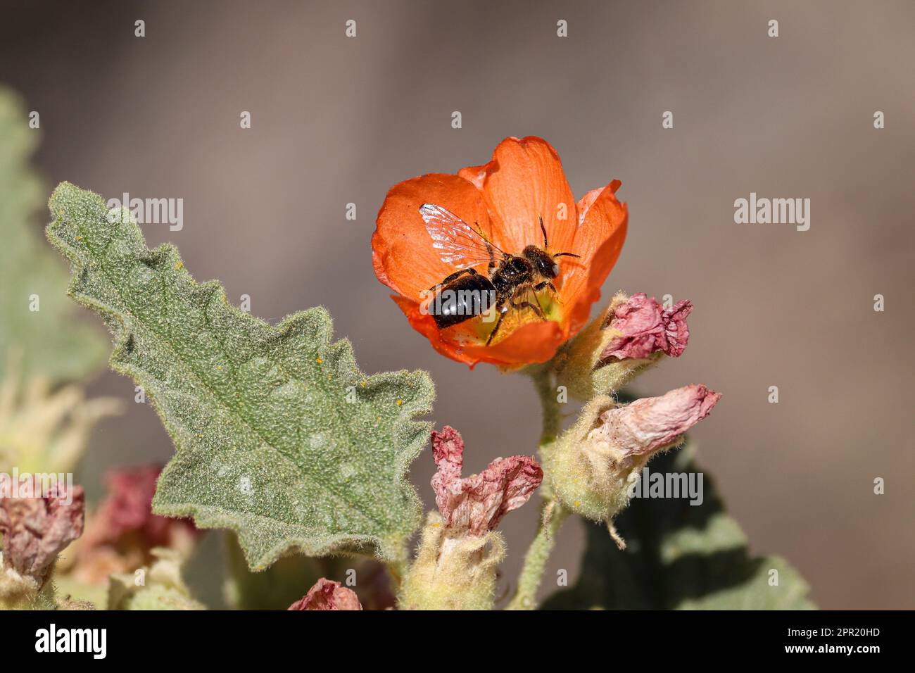 Close up of a globe mallow or Sphaeralcea flower with an Arizona small ...