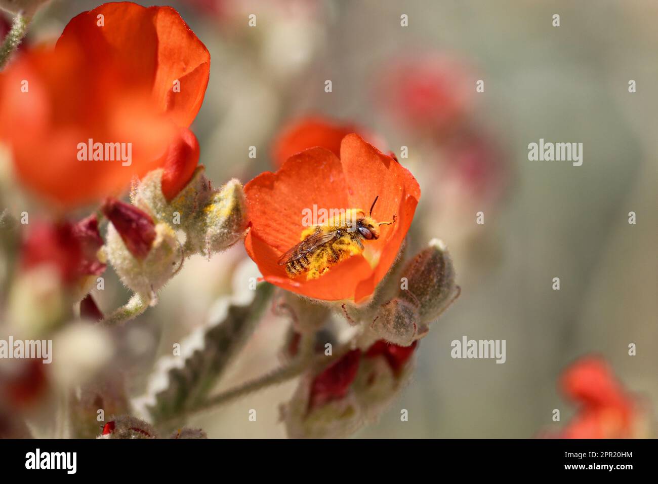 Orange globe mallow wildflowers hi-res stock photography and images - Alamy