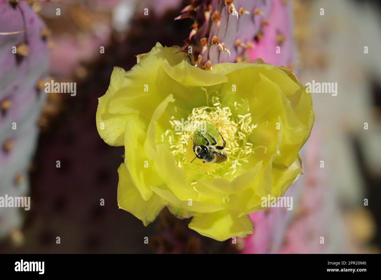 Complementary colors in nature hi-res stock photography and images - Alamy