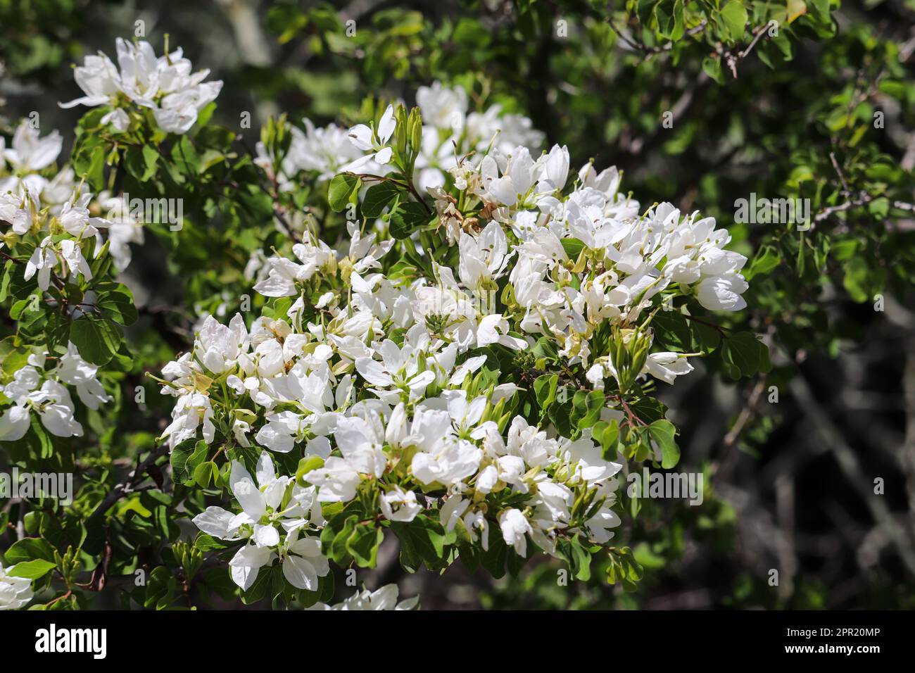 Anacacho orchid tree hi-res stock photography and images - Alamy