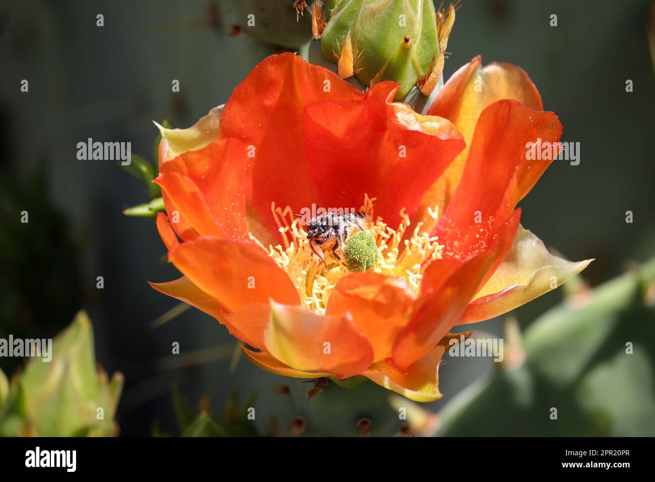 Close up of Engelmann prickly pear or Opuntia engelmannii flowers with ...