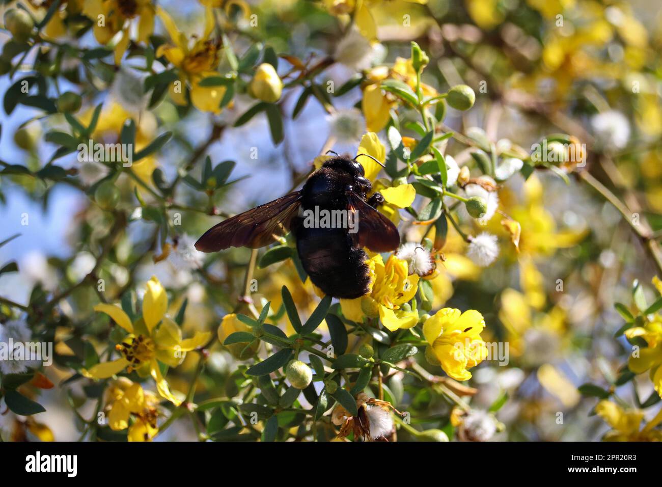 Wester carpenter bee hi-res stock photography and images - Alamy