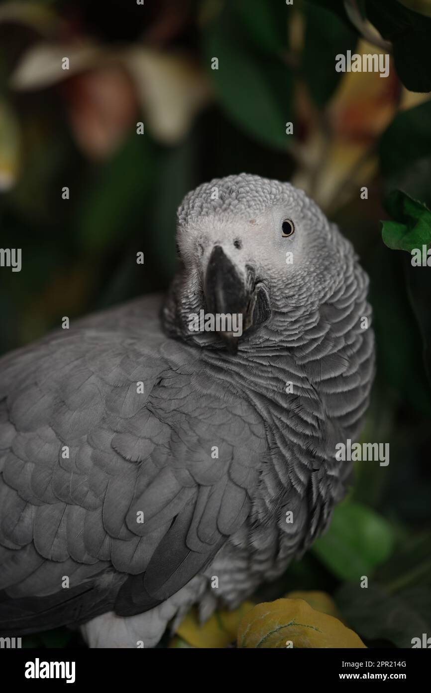 Parrot eye hi-res stock photography and images - Alamy