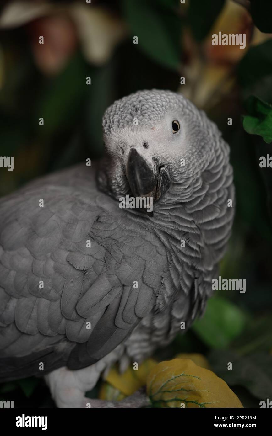 Close-up of parrot eye. Parrot bird eye is very clear photo ...