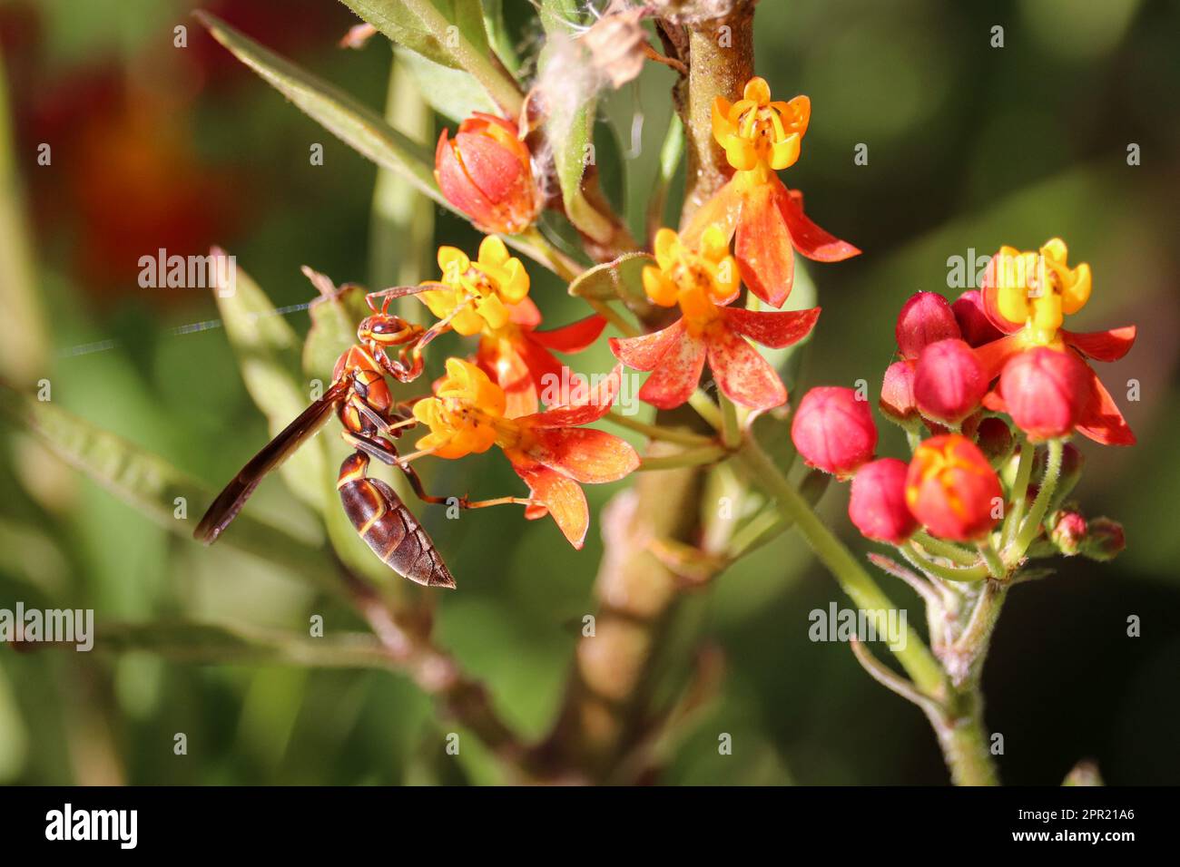 Common small milkweed bug hi-res stock photography and images - Alamy