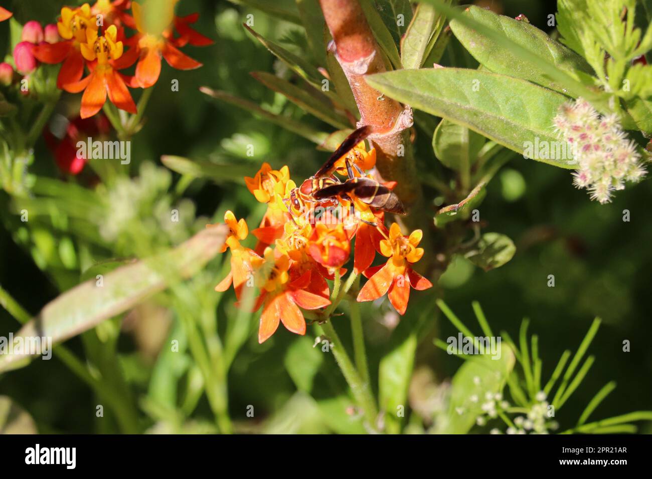 Common paper wasp or Polistes feeding on tropical milkweed flowers in a ...