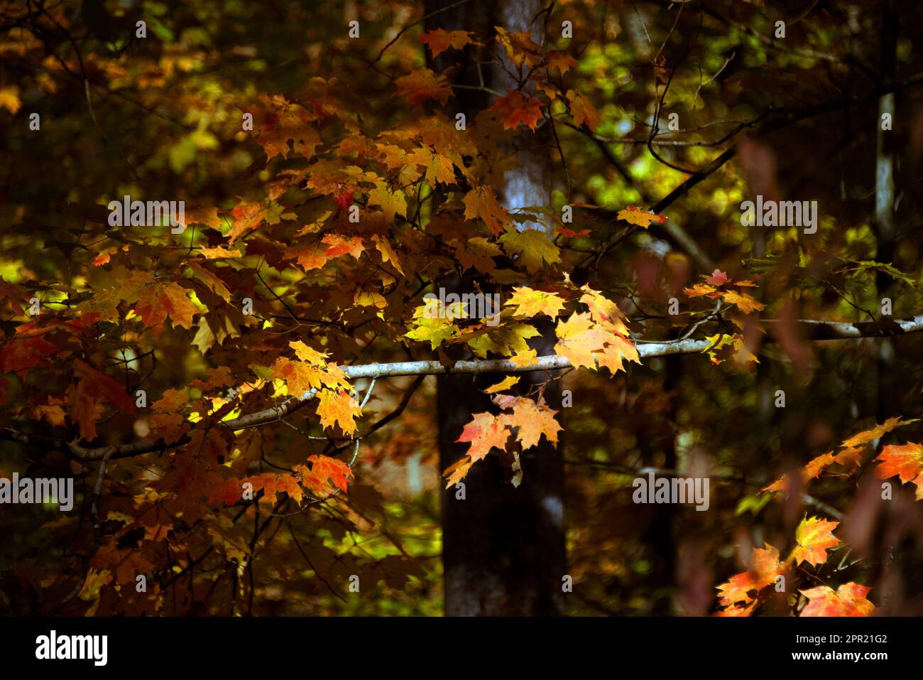 Autumn foliage is lit by sunlight. Yellow and red leaves from small ...