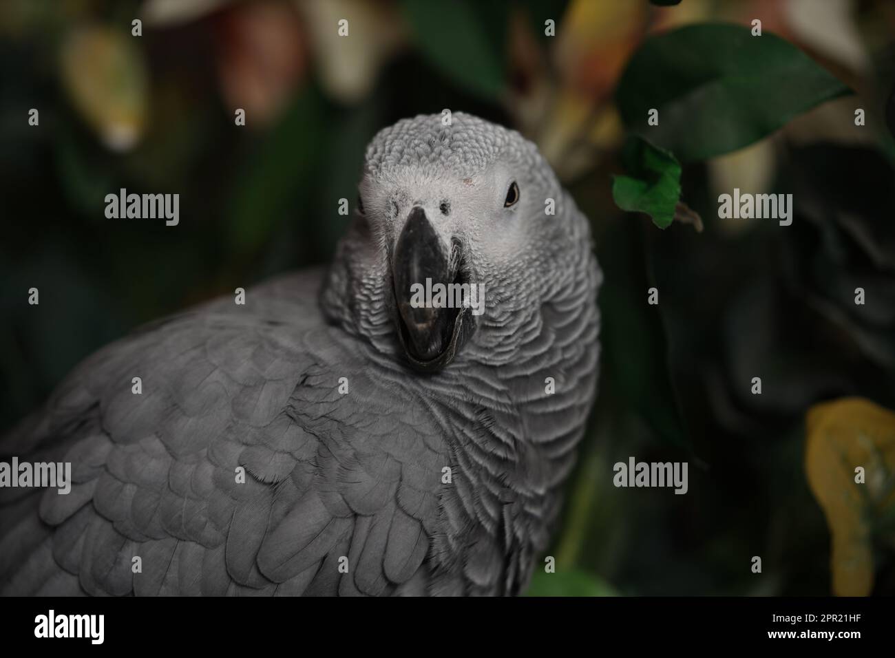 Parrot eye hi-res stock photography and images - Alamy