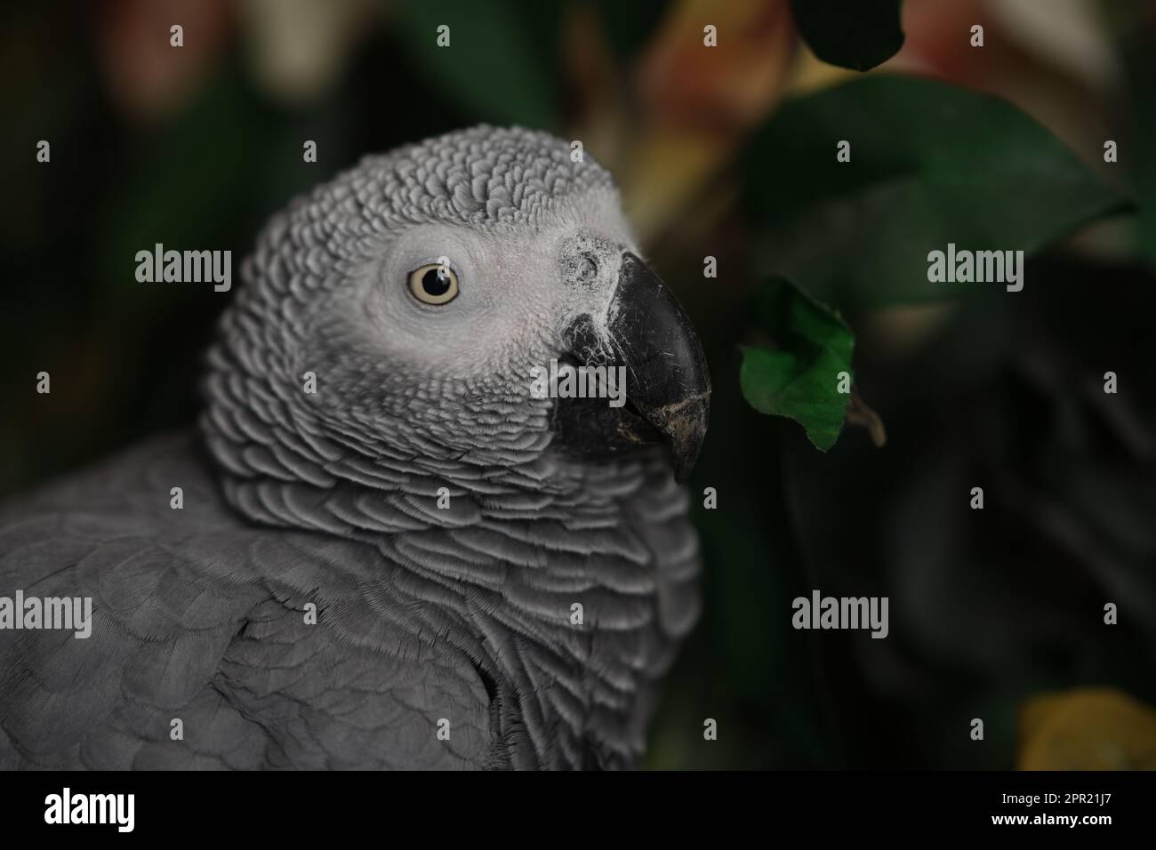 Close-up of parrot eye. Parrot bird eye is very clear photo ...