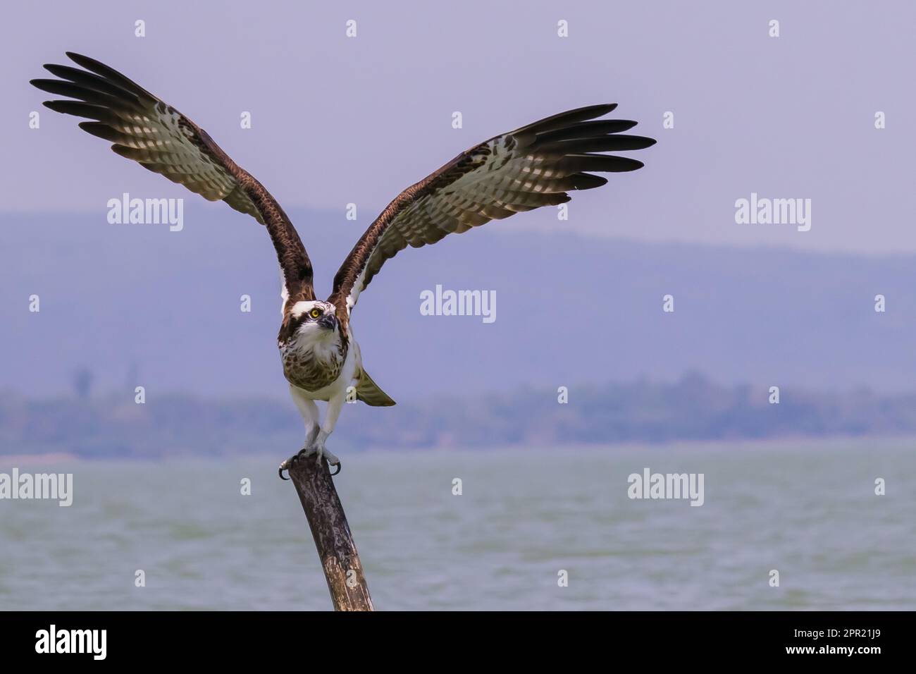 Osprey or sea hawk or Pandion haliaetus ready to fly or hunt with its ...