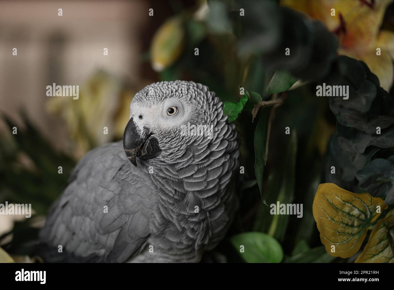 Close-up of parrot eye. Parrot bird eye is very clear photo ...