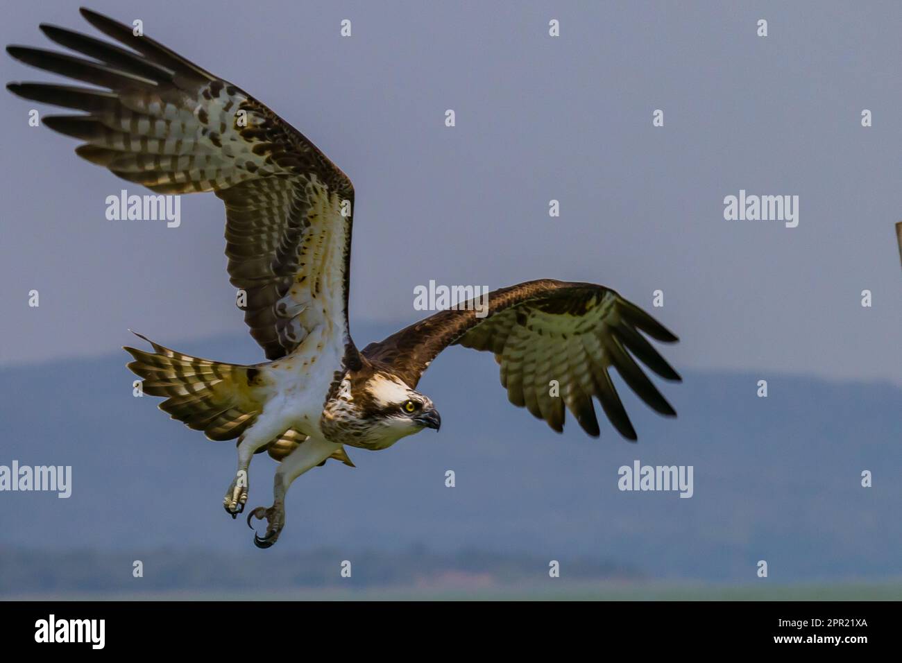 Osprey or sea hawk or Pandion haliaetus flying with its wings wide open ...
