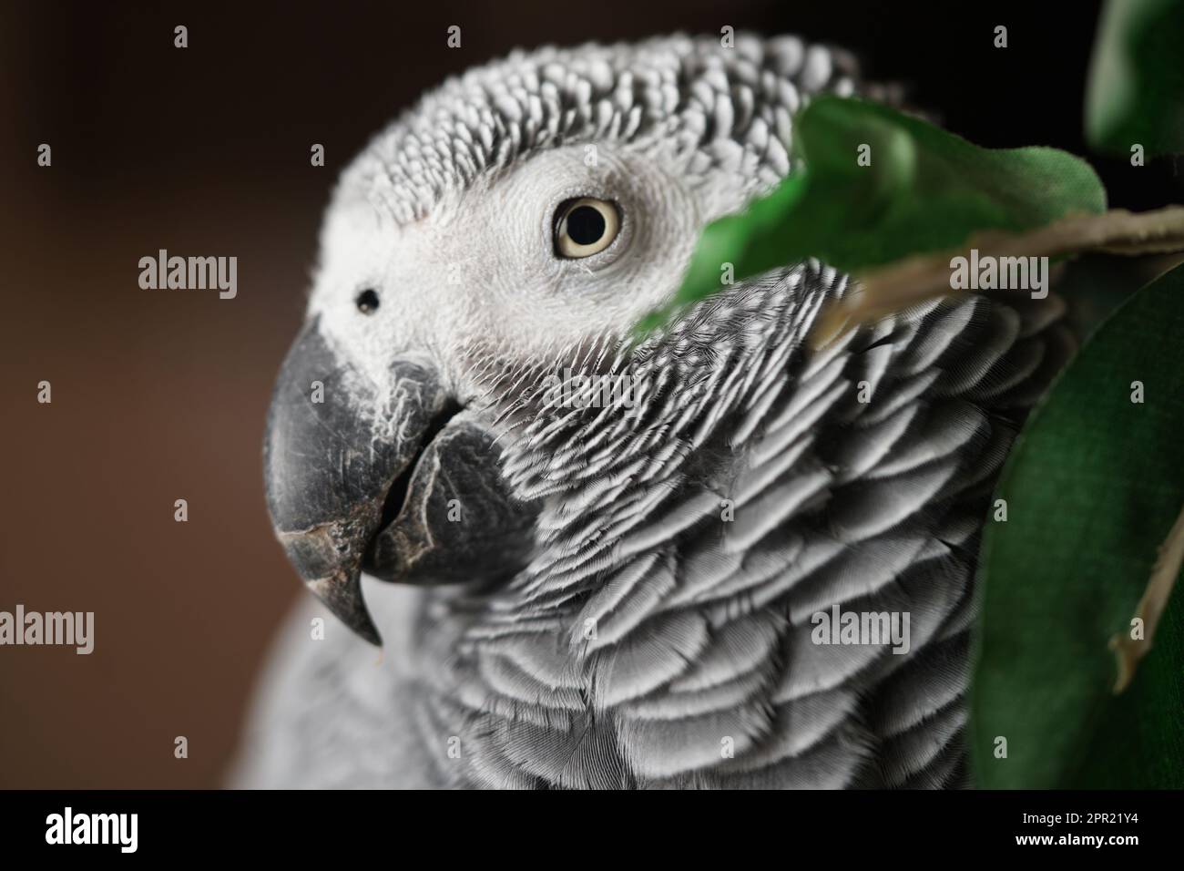 Parrot eye hi-res stock photography and images - Alamy