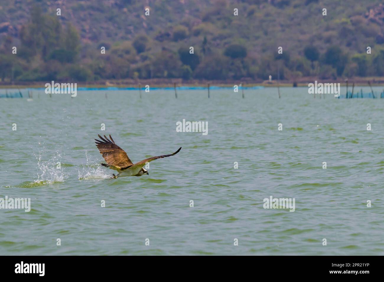 Osprey or sea hawk or Pandion haliaetus hunting fish with its wings ...