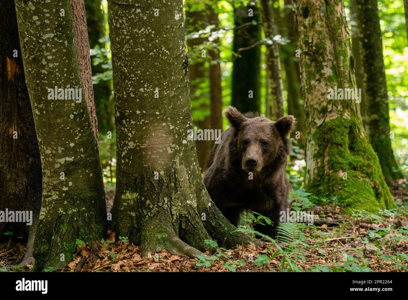 Eurasian brown bear Stock Photo - Alamy