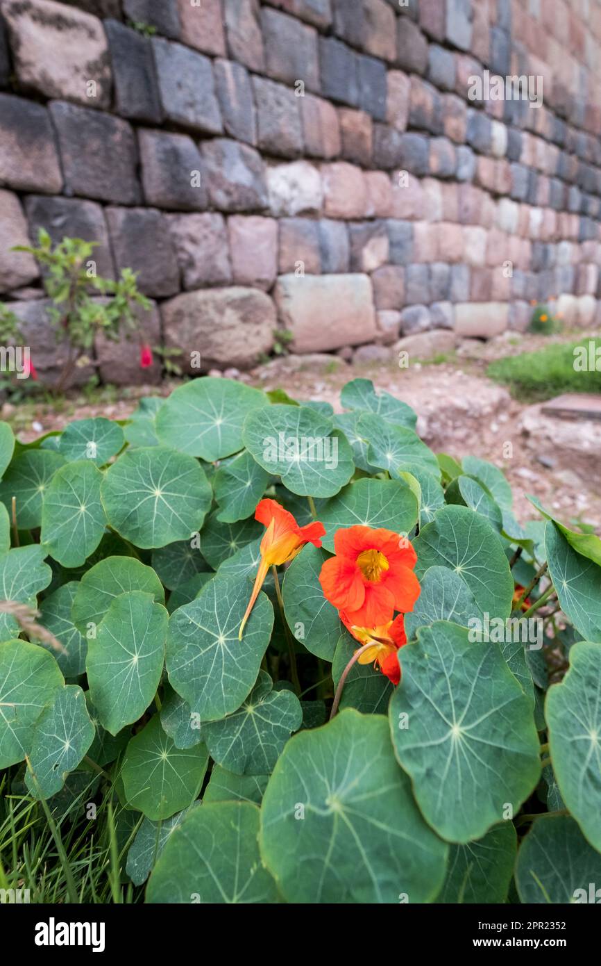 Red flowers next to a wall made with blocks of rocks, inside the Temple ...