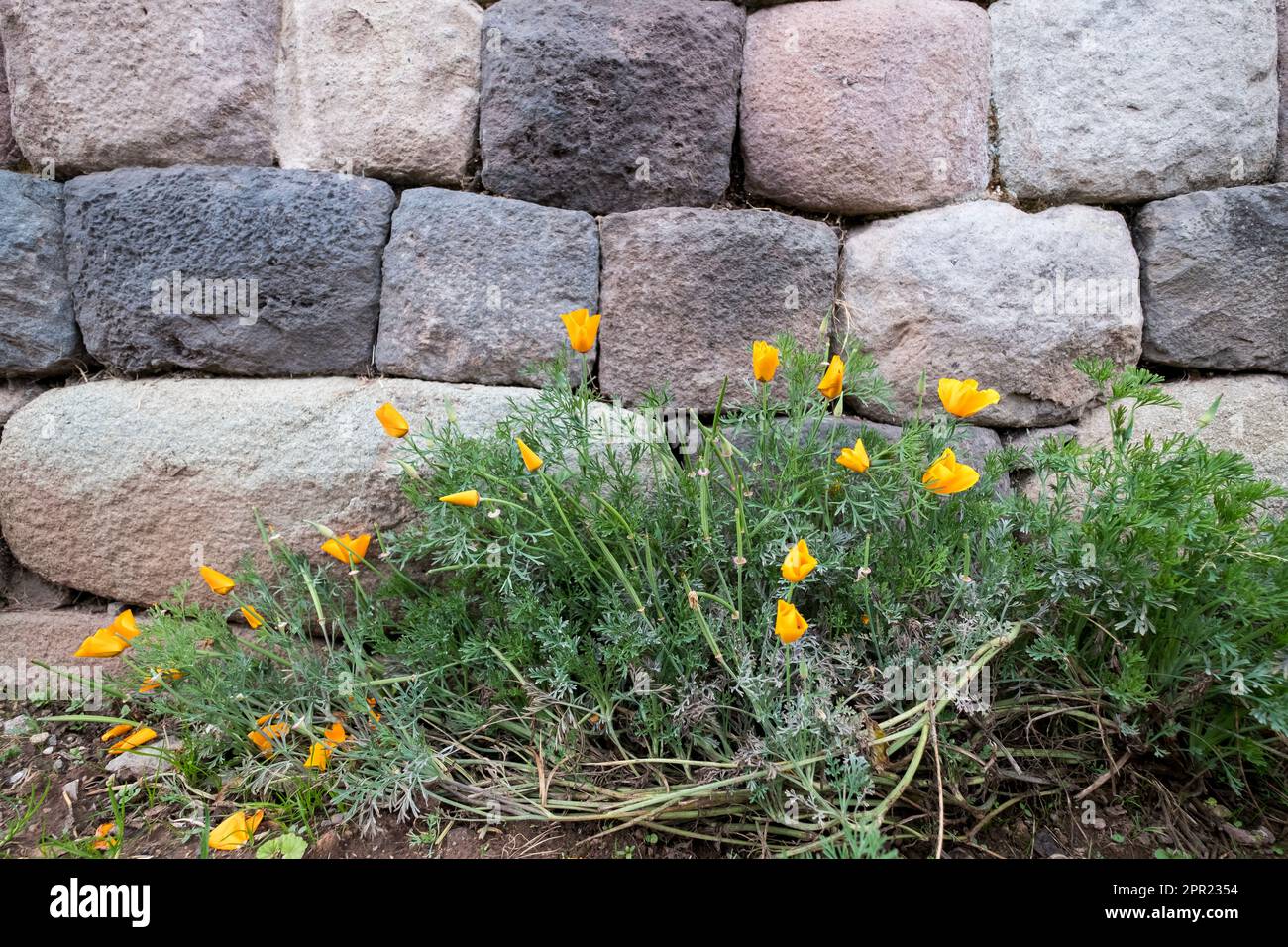 Yellow flowers next to a wall made with blocks of rocks, inside the ...