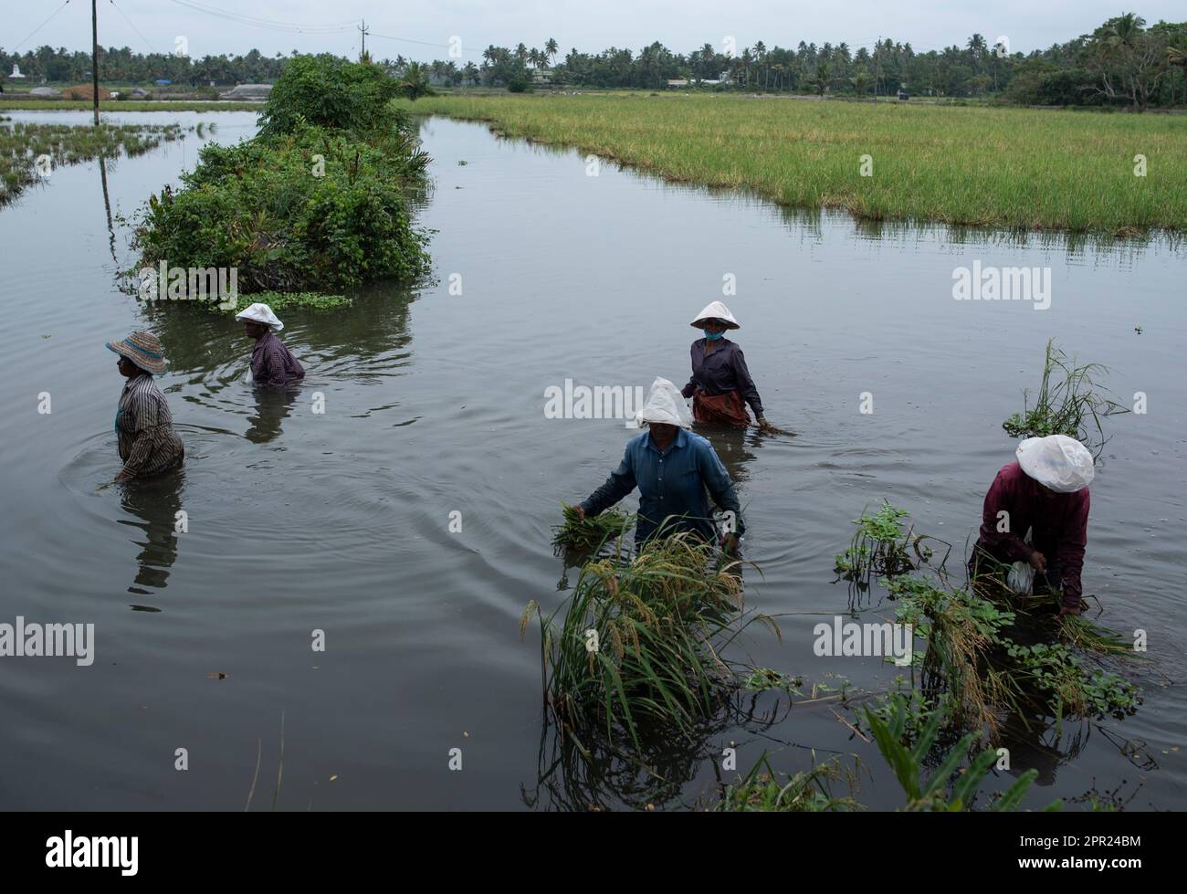 FILE - Women wade through waist deep water to harvest paddy cultivated ...