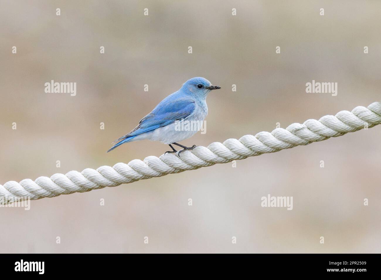 Mountain Bluebird bird at Vancouver BC Canada Stock Photo - Alamy