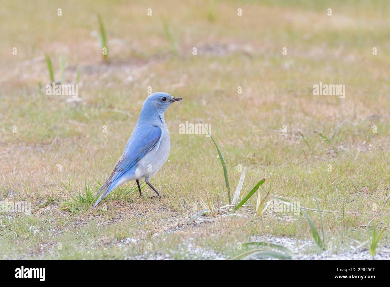 Mountain Bluebird bird at Vancouver BC Canada Stock Photo - Alamy