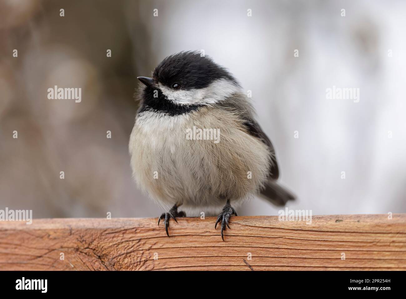 Black capped chickadees hi-res stock photography and images - Alamy