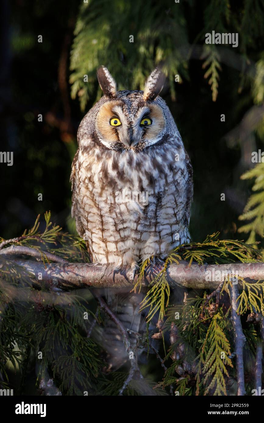 Long eared owl bird british hi-res stock photography and images - Alamy