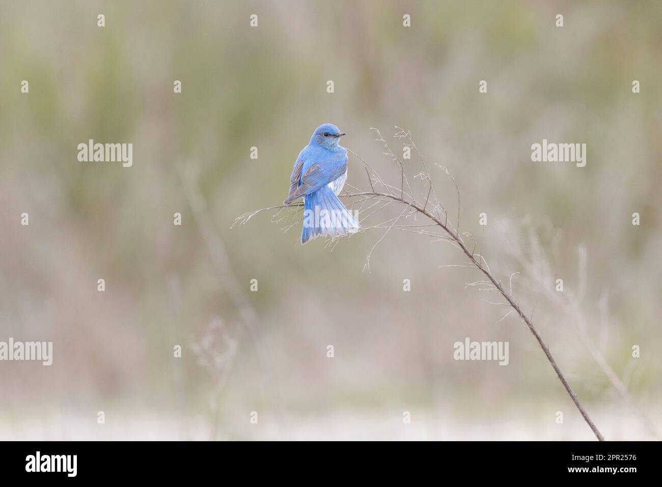 Mountain Bluebird bird at Vancouver BC Canada Stock Photo - Alamy