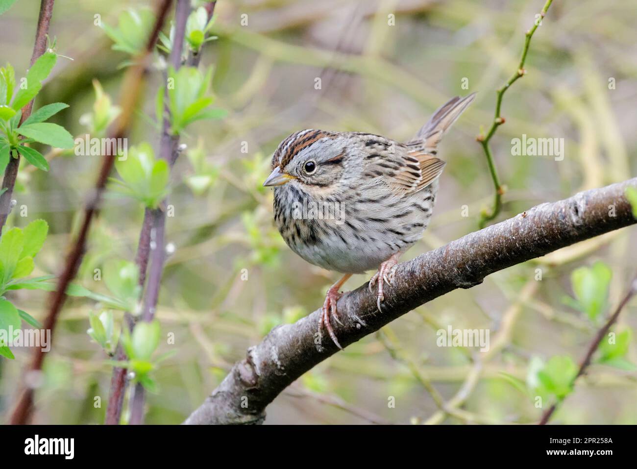 Lincoln's Sparrow bird at Vancouver BC Canada Stock Photo - Alamy