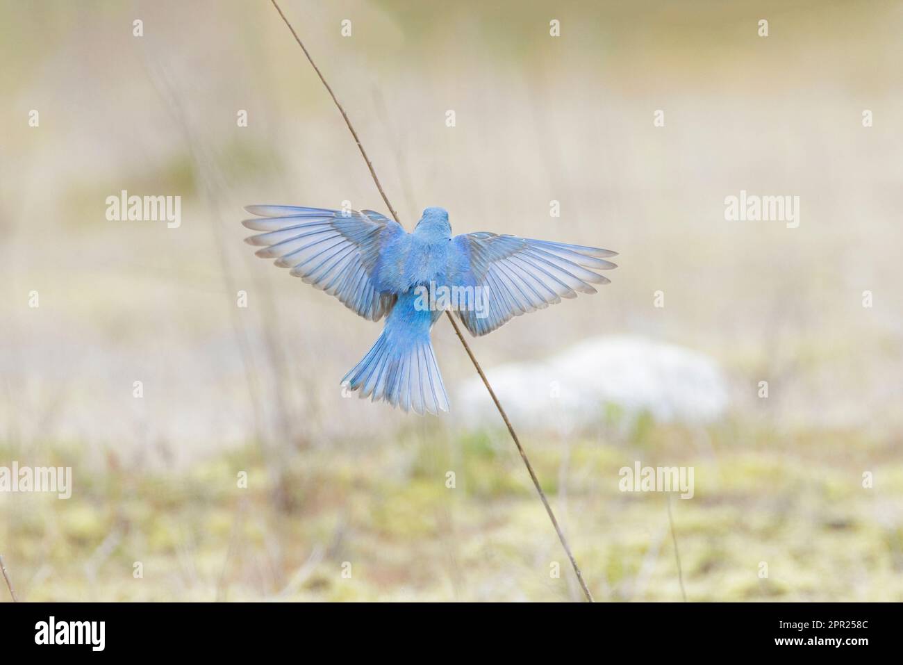 Mountain Bluebird bird at Vancouver BC Canada Stock Photo - Alamy