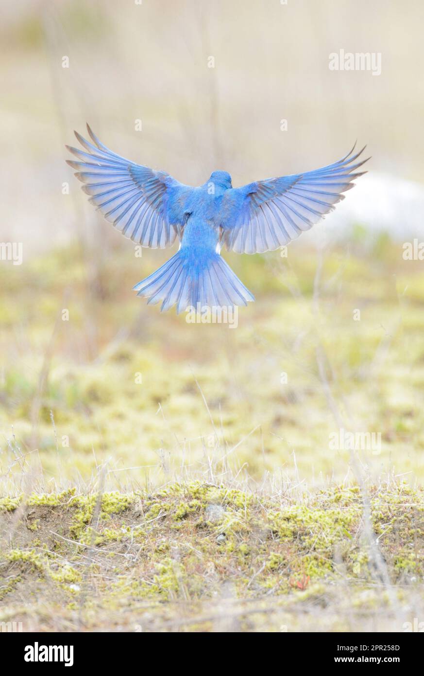 Mountain Blue Bird Flying