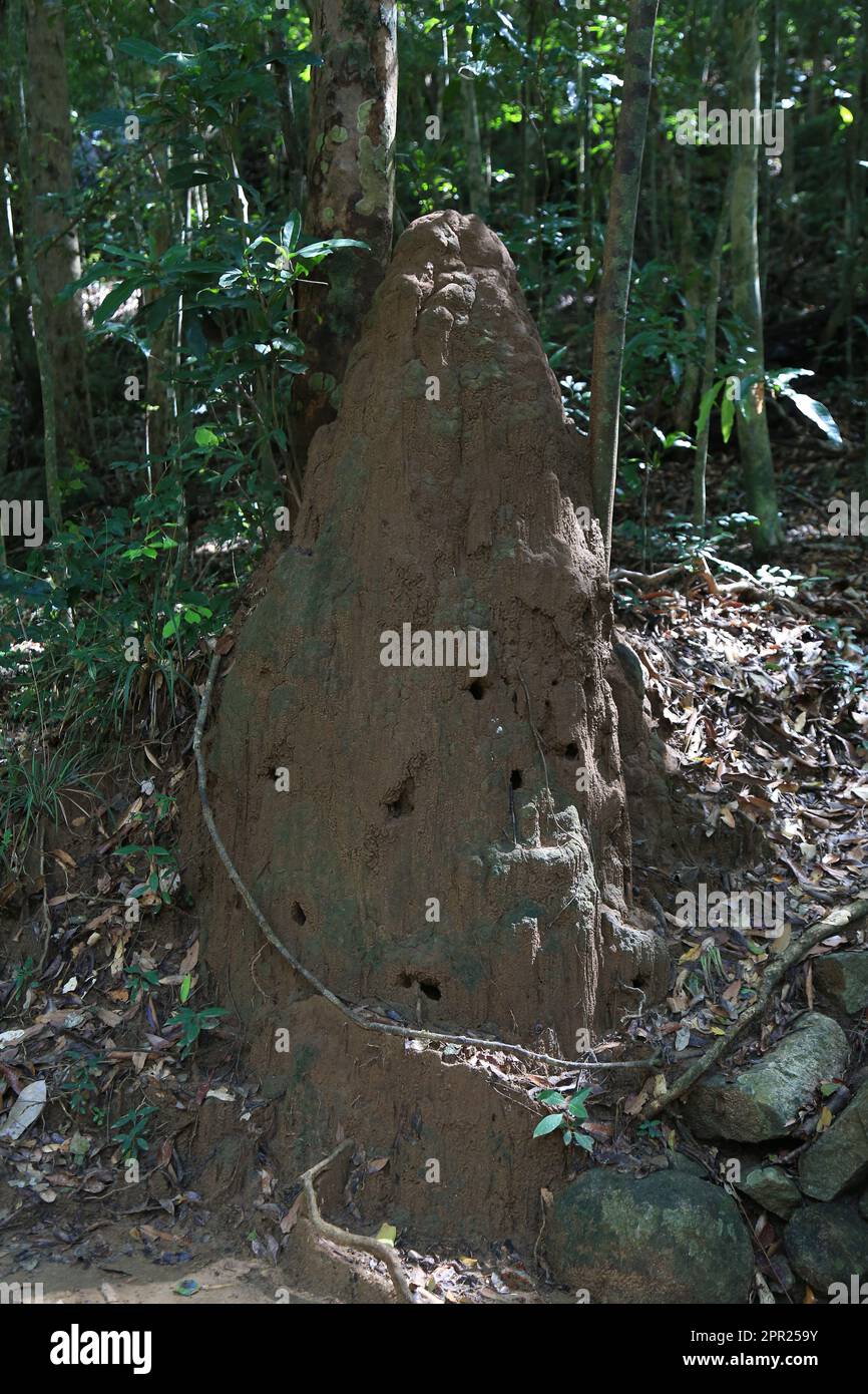 Termite Hill in a forest Stock Photo - Alamy