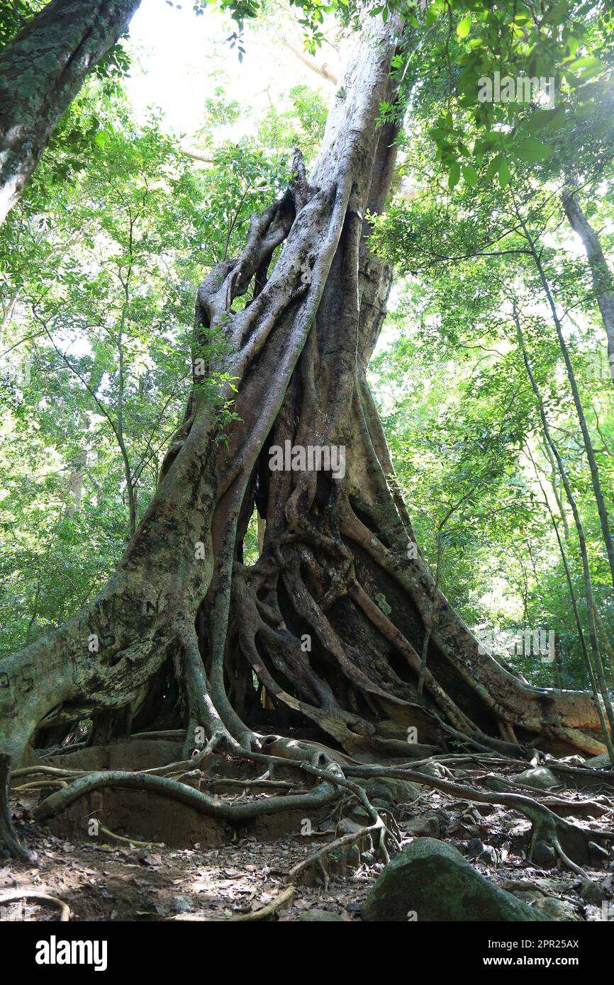 tree with long roots in a forest Stock Photo - Alamy