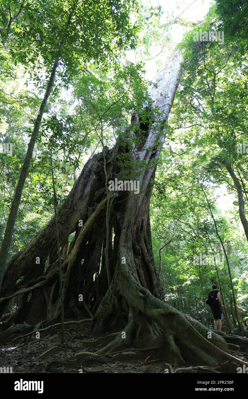tree with long roots in a forest Stock Photo - Alamy