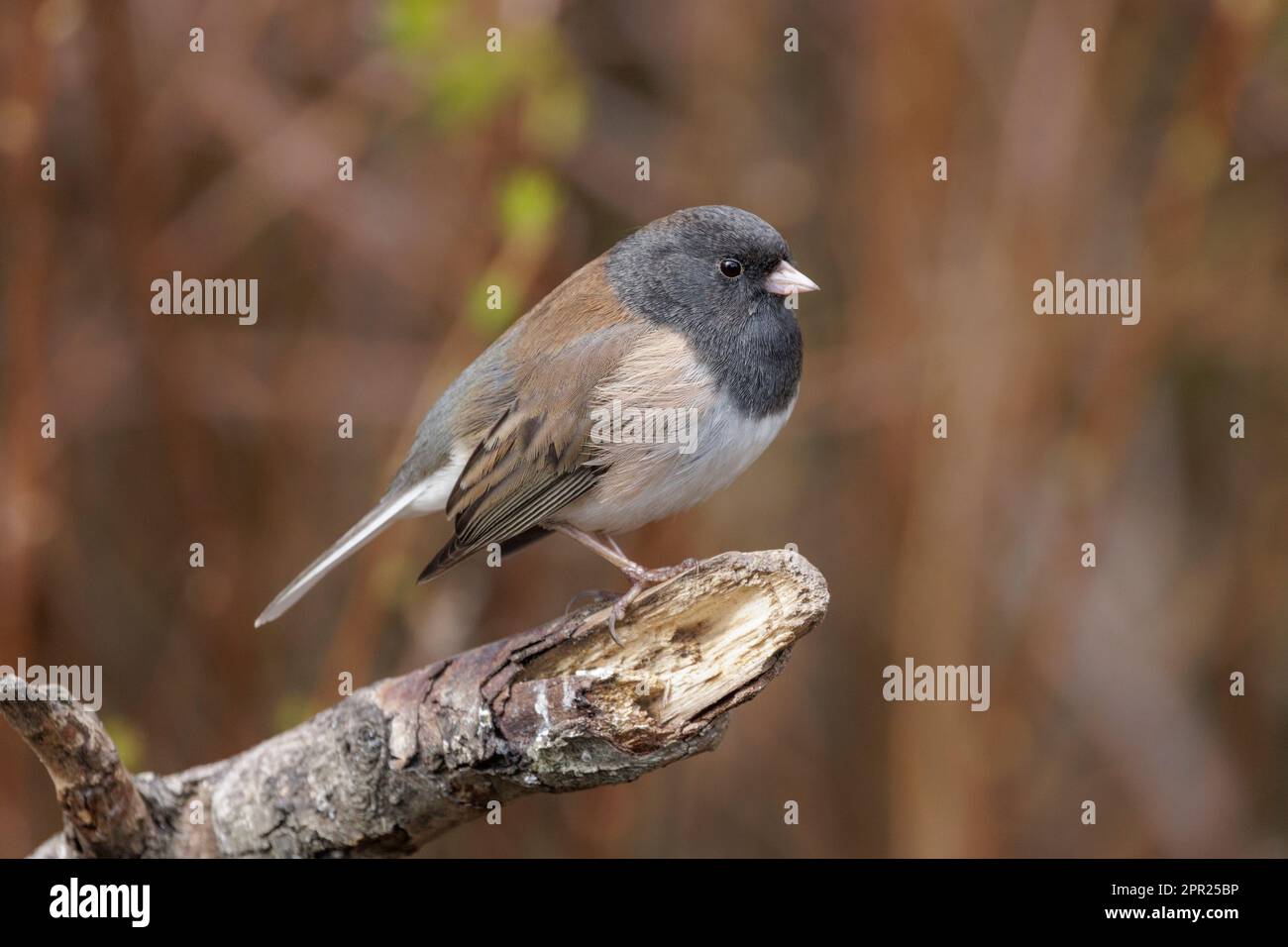Black eyed junco hi-res stock photography and images - Alamy