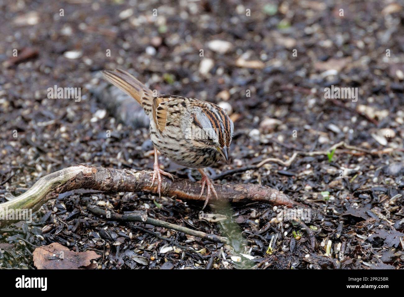 Lincoln's Sparrow bird at Vancouver BC Canada Stock Photo - Alamy