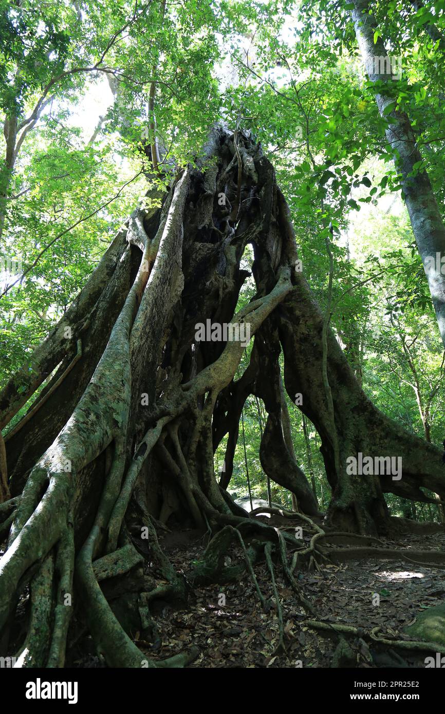 tree with long roots in a forest Stock Photo - Alamy