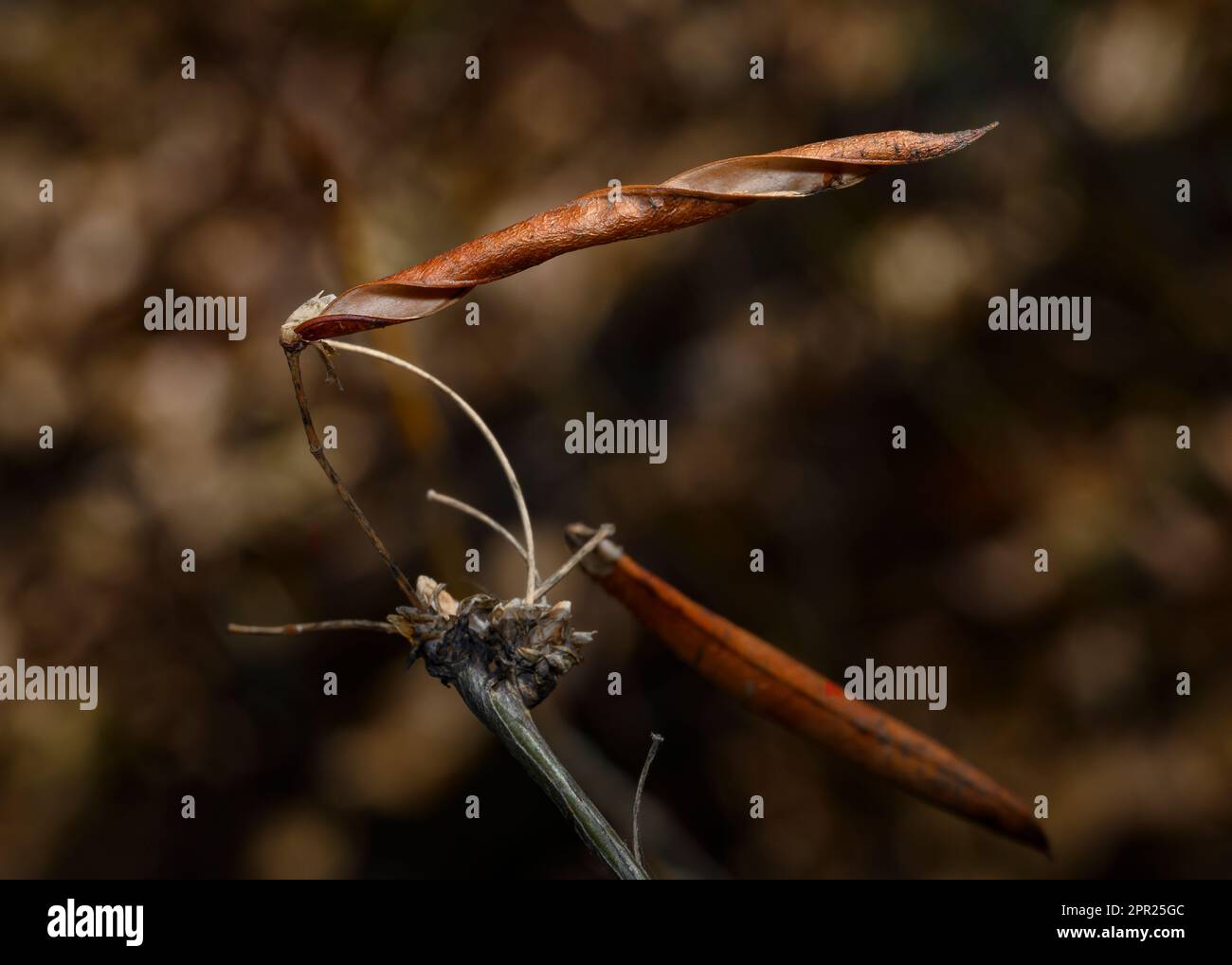 A dried autumn leaf coiled into a spiral Stock Photo - Alamy